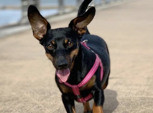 40 Dashing Dachshund Mixes - The Best Doxie Mix Guide