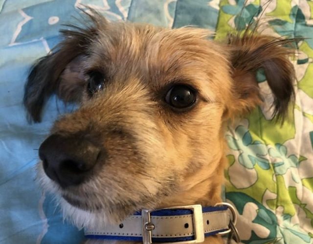 40 Dashing Dachshund Mixes - The Best Doxie Mix Guide