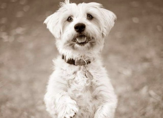 40 Dashing Dachshund Mixes - The Best Doxie Mix Guide