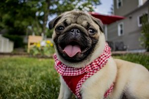 Are Pugs Aggressive? - 3 Reasons For Pug Aggression