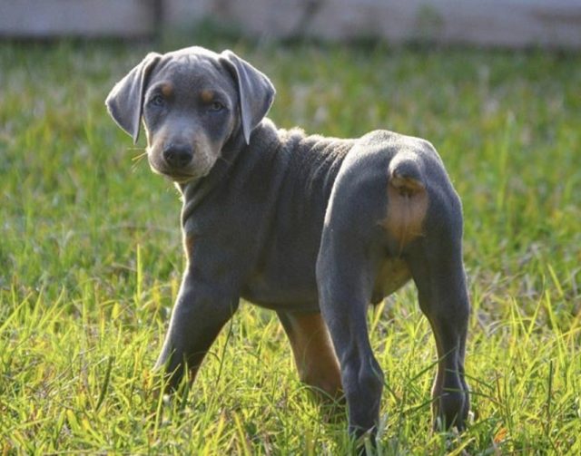 9 Doberman Pinscher Colors: Coats, Markings & Pictures