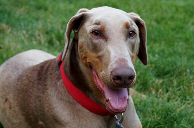 9 Doberman Pinscher Colors: Coats, Markings & Pictures