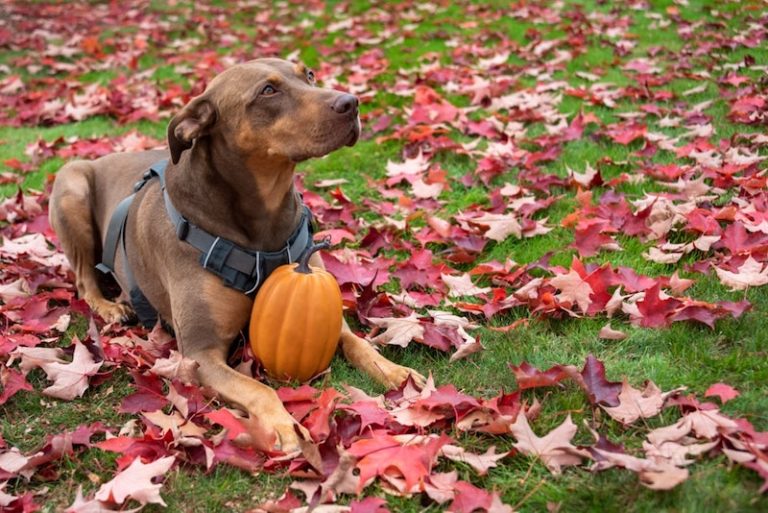 9 Doberman Pinscher Colors: Coats, Markings & Pictures