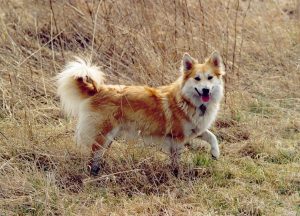22 Spitz Dog Breeds - A Guide to Best Spitz Dogs