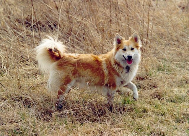 22 Spitz Dog Breeds - A Guide to Best Spitz Dogs