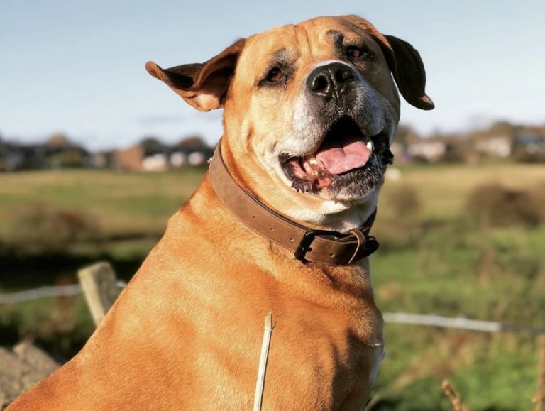 31 Radiant Rottweiler Mixes - The Ultimate Rottie Mix Guide