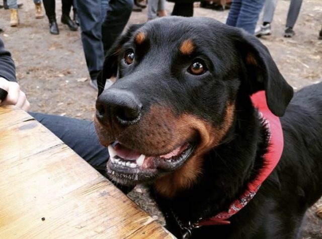 31 Radiant Rottweiler Mixes - The Ultimate Rottie Mix Guide