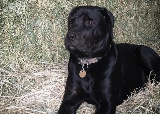 31 Radiant Rottweiler Mixes - The Ultimate Rottie Mix Guide