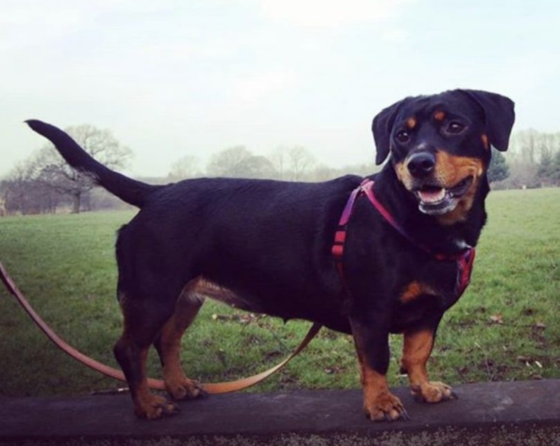 31 Radiant Rottweiler Mixes - The Ultimate Rottie Mix Guide