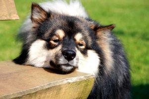 22 Spitz Dog Breeds - A Guide to Best Spitz Dogs