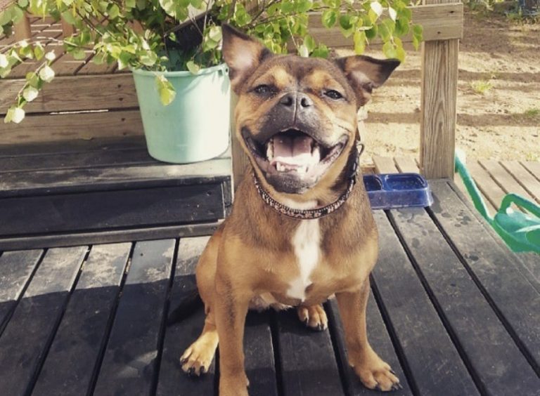 31 Radiant Rottweiler Mixes - The Ultimate Rottie Mix Guide