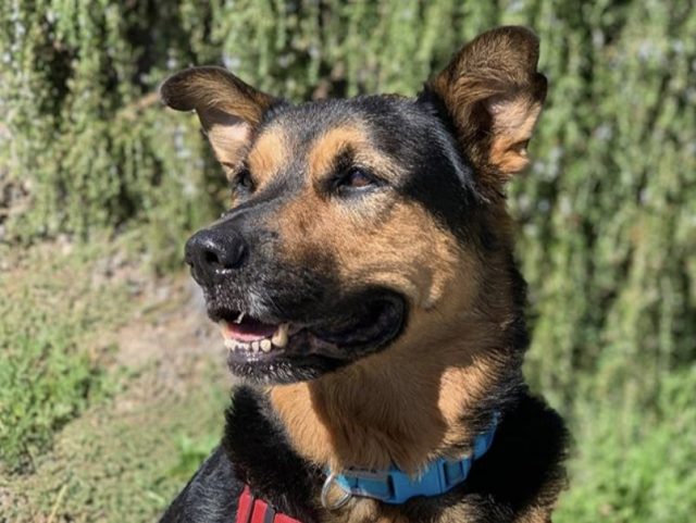 31 Radiant Rottweiler Mixes - The Ultimate Rottie Mix Guide