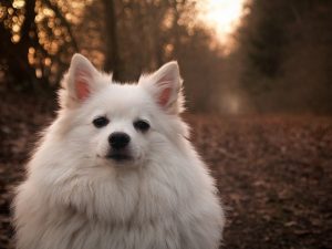 40 Native German Dog Breeds (All Dogs of Germany)