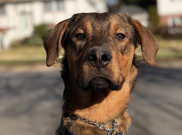 31 Radiant Rottweiler Mixes - The Ultimate Rottie Mix Guide