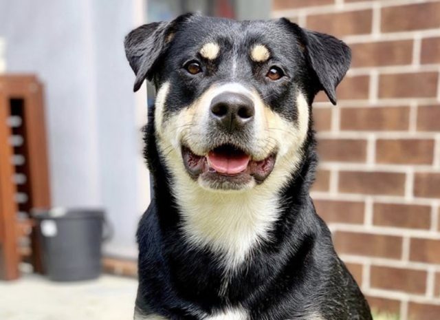 31 Radiant Rottweiler Mixes - The Ultimate Rottie Mix Guide