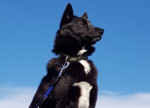 22 Spitz Dog Breeds - A Guide to Best Spitz Dogs