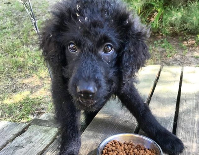 31 Radiant Rottweiler Mixes - The Ultimate Rottie Mix Guide