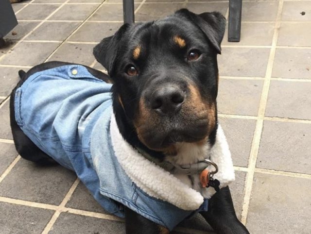 31 Radiant Rottweiler Mixes - The Ultimate Rottie Mix Guide