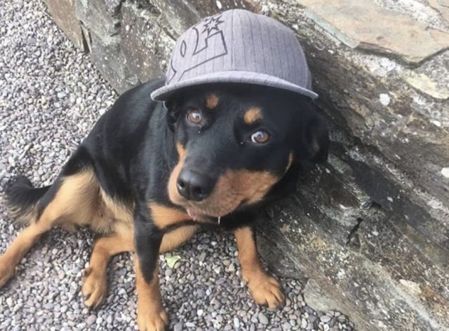 31 Radiant Rottweiler Mixes - The Ultimate Rottie Mix Guide