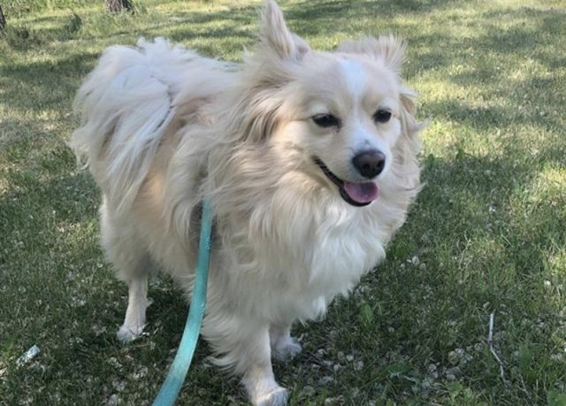 35 Perfect Pomeranian Mixes - The Best Pom Mix Guide