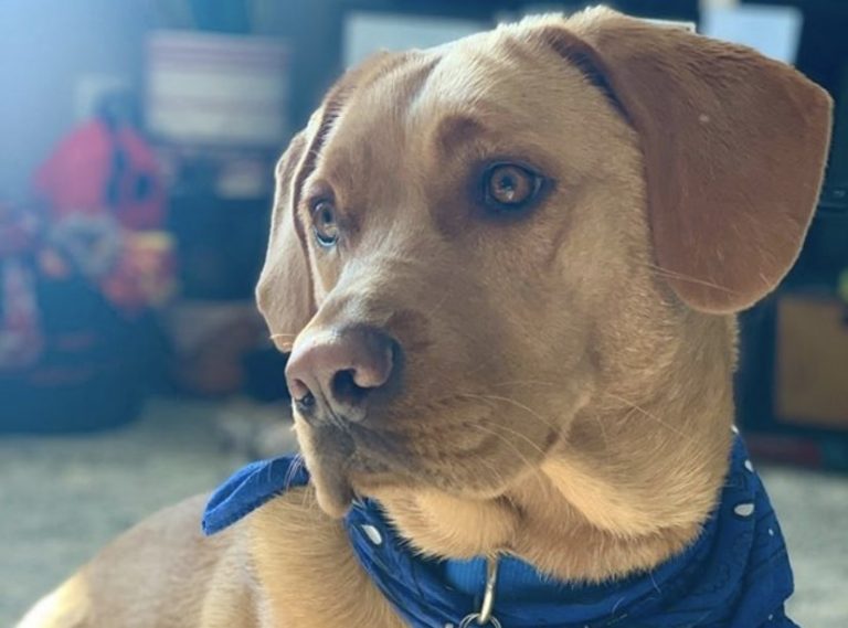 35 Greatest Golden Retriever Mixes You Need to See