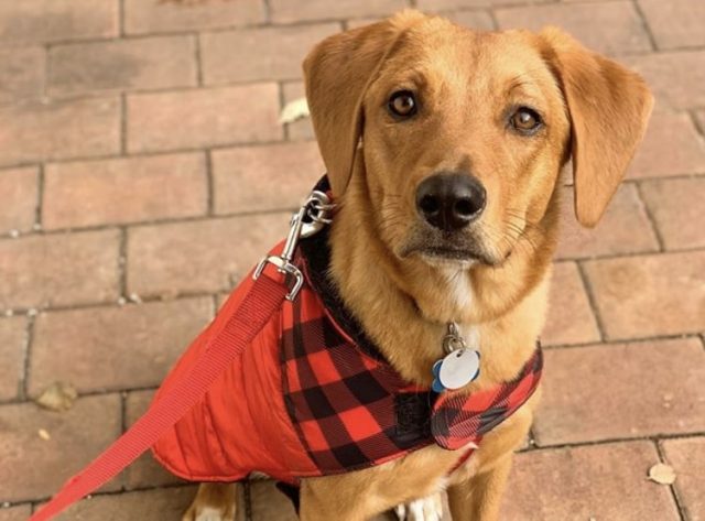 35 Greatest Golden Retriever Mixes You Need to See