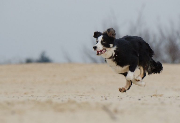 27 Best Shepherd Dog Breeds (A Guide to Shepherd Dogs)