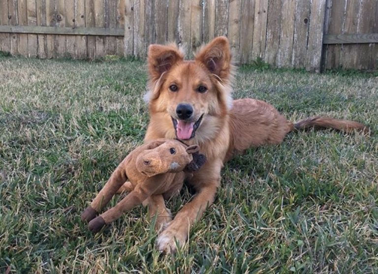 35 Greatest Golden Retriever Mixes You Need to See