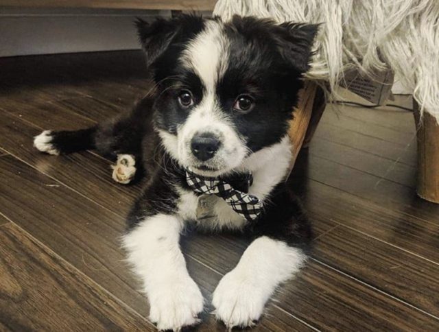 35 Perfect Pomeranian Mixes - The Best Pom Mix Guide