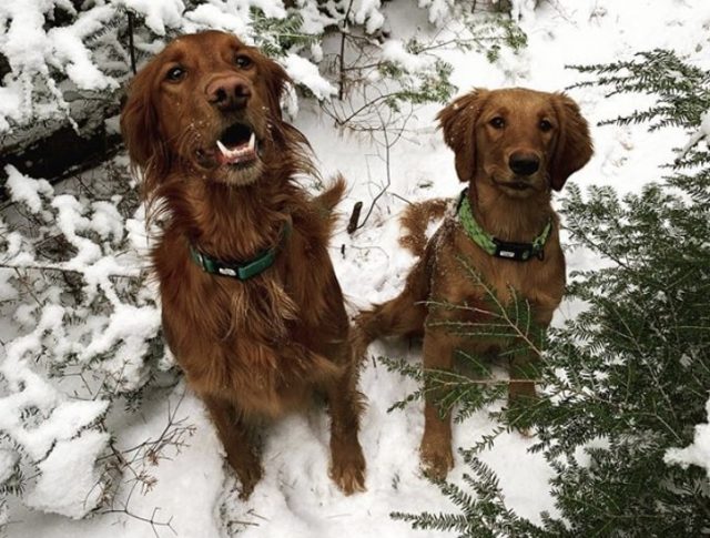 35 Greatest Golden Retriever Mixes You've Never Seen