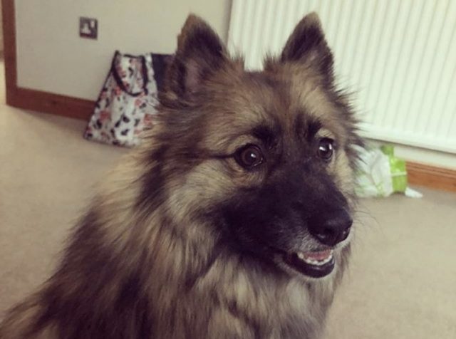35 Perfect Pomeranian Mixes - The Best Pom Mix Guide