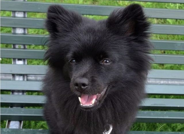 35 Perfect Pomeranian Mixes - The Best Pom Mix Guide