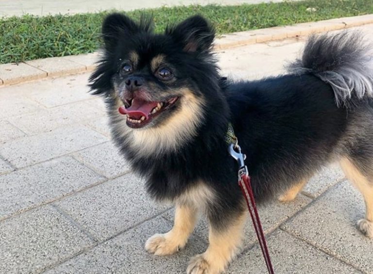 35 Perfect Pomeranian Mixes - The Best Pom Mix Guide