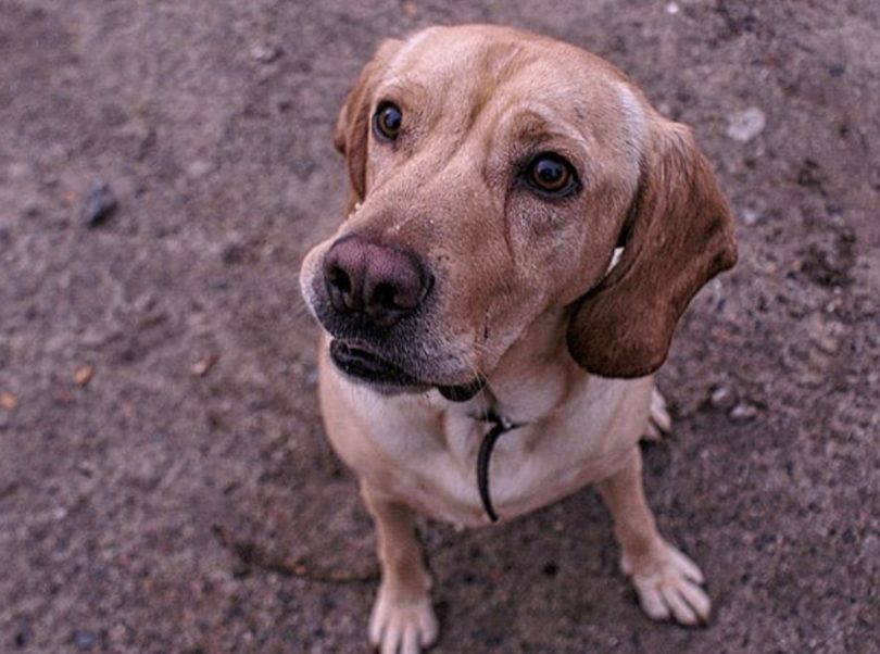 35 Greatest Golden Retriever Mixes You Need to See