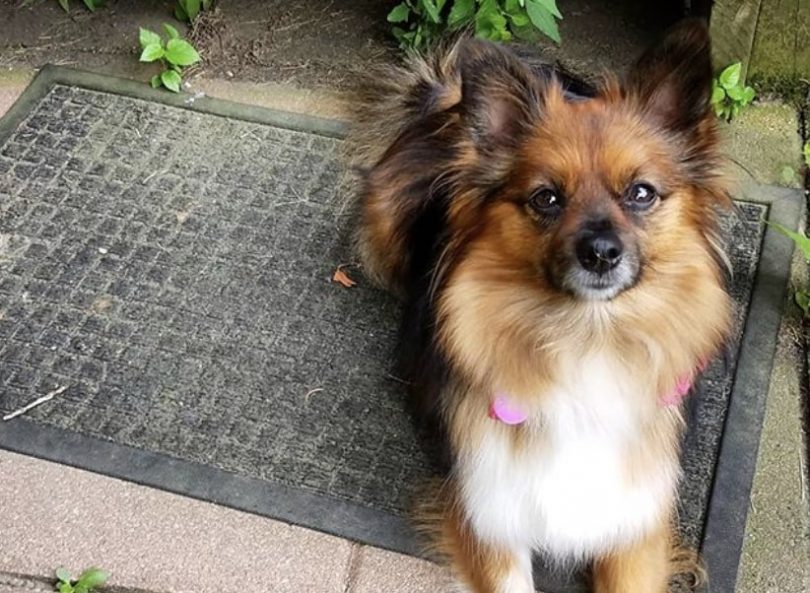 35 Perfect Pomeranian Mixes - The Best Pom Mix Guide