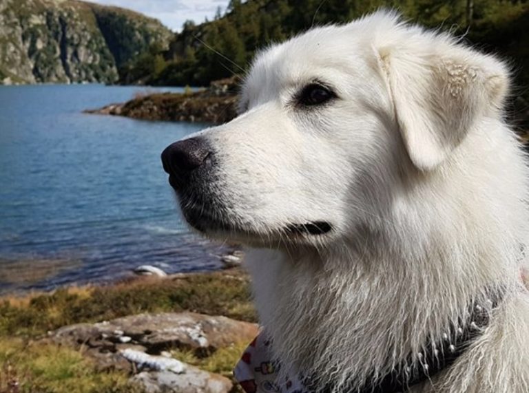 35 Greatest Golden Retriever Mixes You Need to See