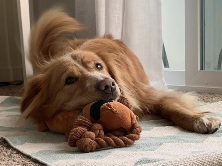 35 Greatest Golden Retriever Mixes You Need to See