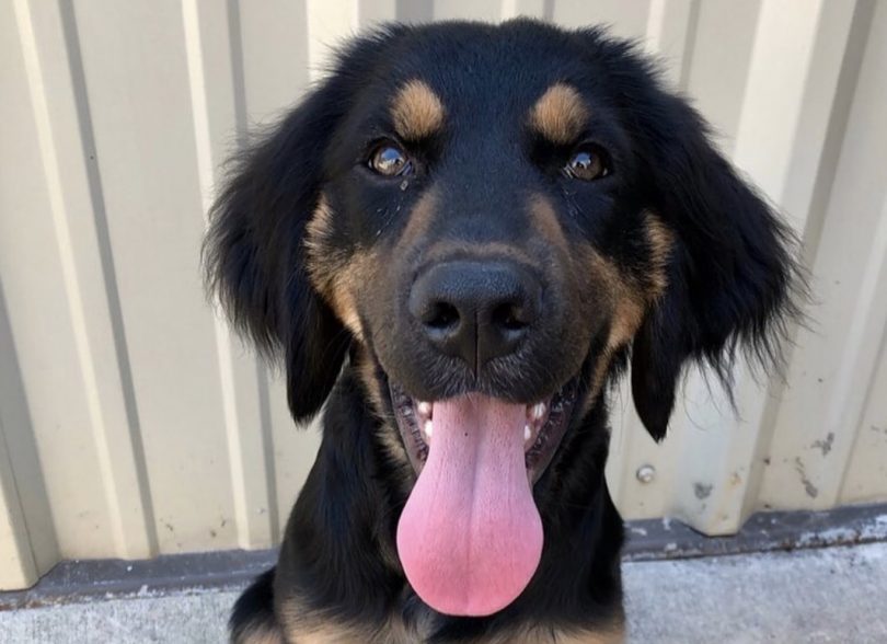 35 Greatest Golden Retriever Mixes You Need to See
