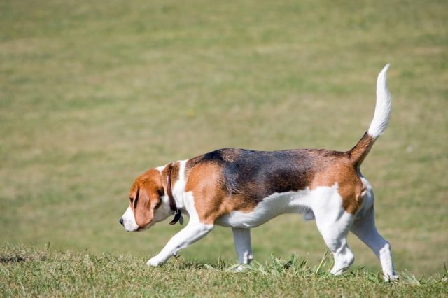 How Good Are Beagle Noses? - The Beagle's Sense of Smell