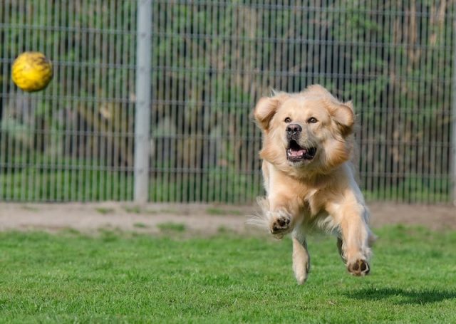 Are Golden Retrievers Easy to Train? - Here's Why