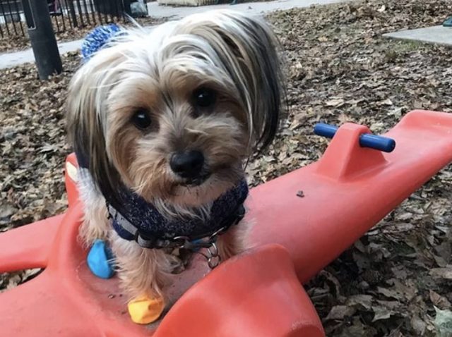 27 Cute Yorkshire Terrier Mixes - The Best Yorkie Hybrids