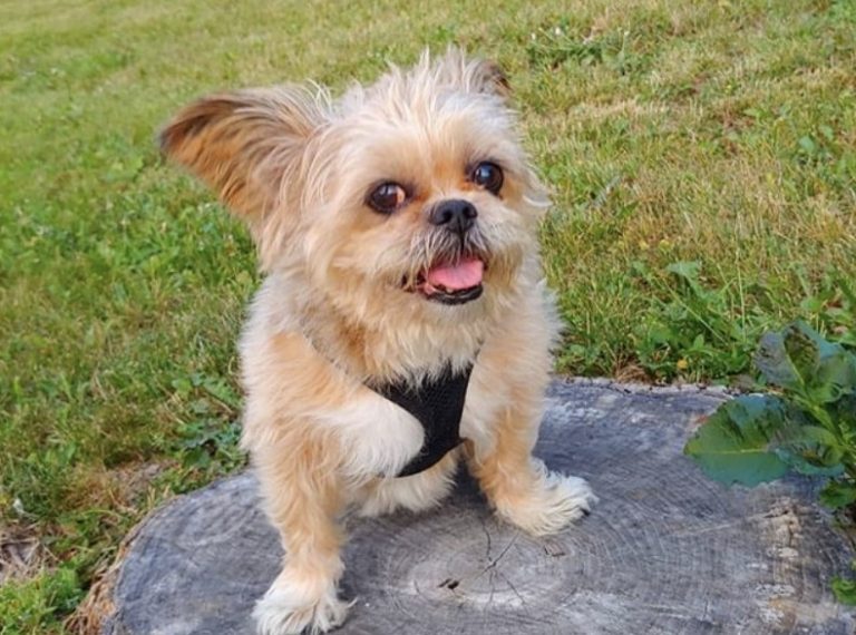 27 Cute Yorkshire Terrier Mixes - The Best Yorkie Hybrids