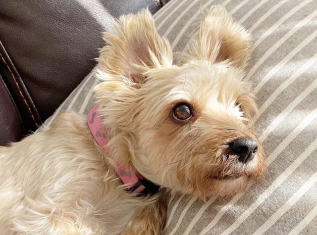 27 Cute Yorkshire Terrier Mixes - The Best Yorkie Hybrids