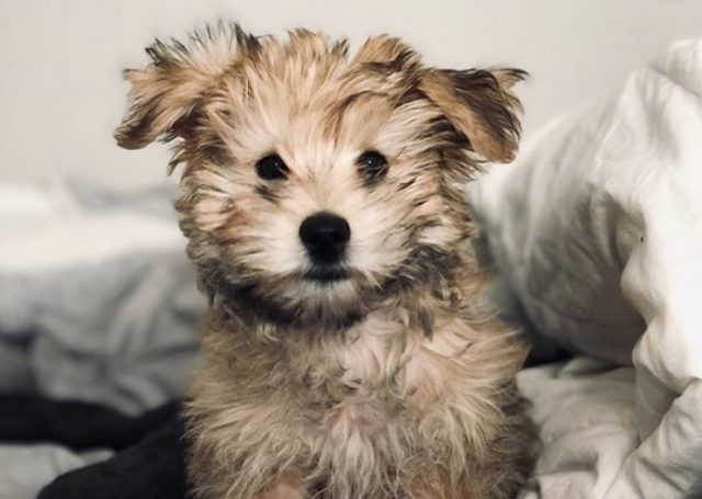 27 Cute Yorkshire Terrier Mixes - The Best Yorkie Hybrids