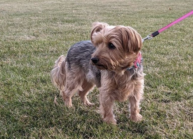 27 Cute Yorkshire Terrier Mixes - The Best Yorkie Hybrids
