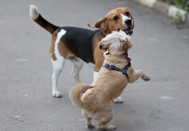 Are Beagles Aggressive? - The Guide to Aggression in Beagles