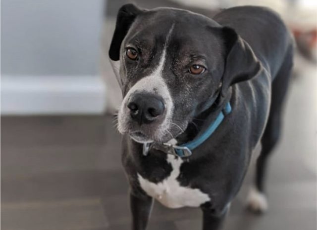31 Terrific Terrier Mixes You've Never Seen - Terrier Mix Guide