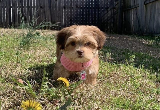 27 Cute Yorkshire Terrier Mixes - The Best Yorkie Hybrids