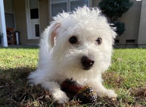 31 Terrific Terrier Mixes You've Never Seen