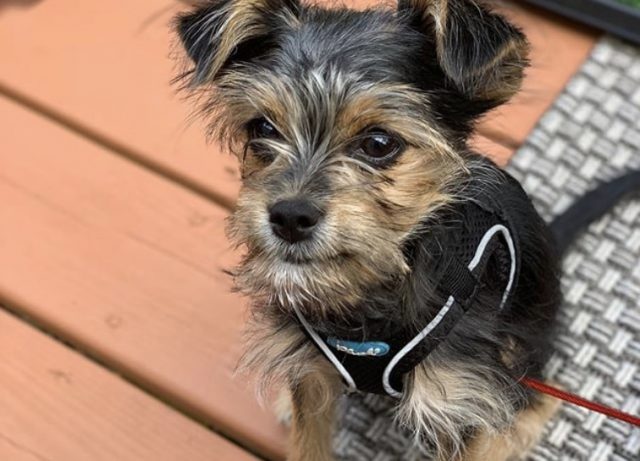 27 Cute Yorkshire Terrier Mixes - The Best Yorkie Hybrids